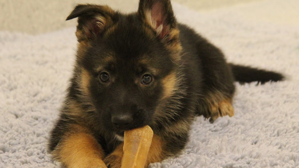 Vill du bli fodervärd? - Försvarsmakten