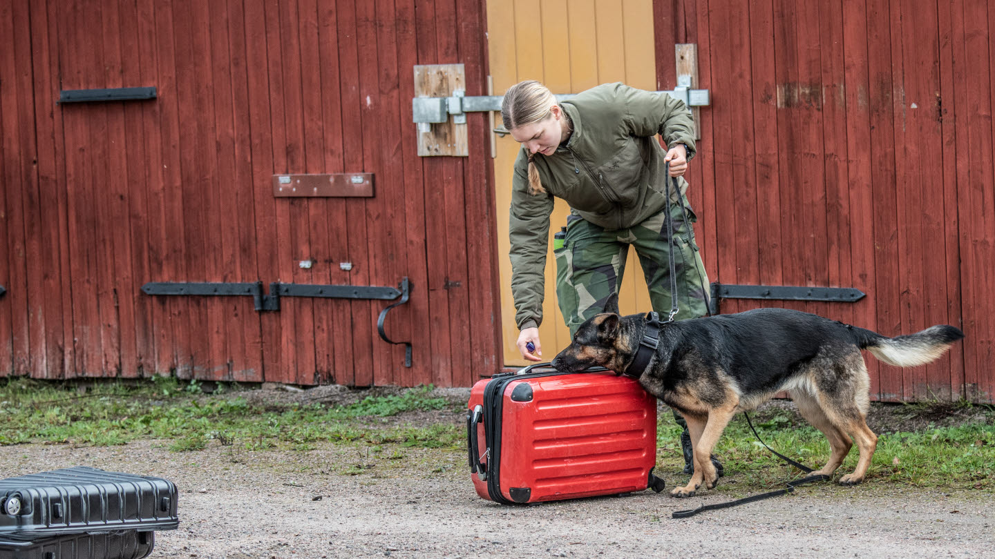 Försvarsmaktens skarpaste hundekipage - Försvarsmakten
